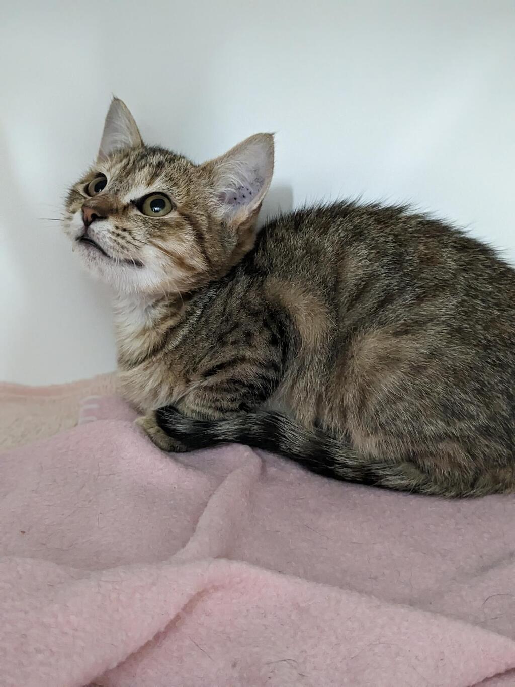 Jolly - Female Dsh Mix Cat in WA - PetRescue