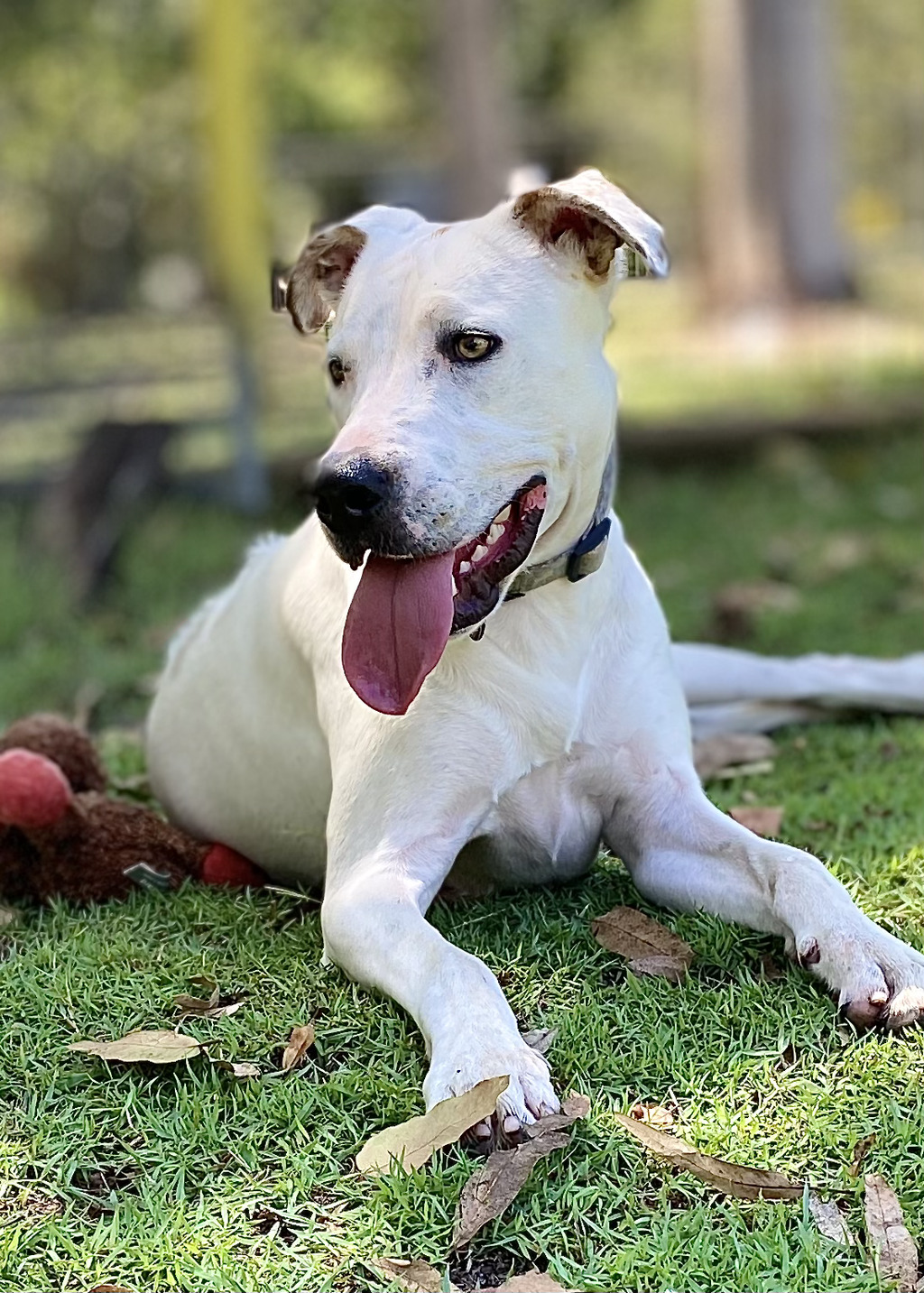 Polly - Large Female Great Dane x Rhodesian Ridgeback Mix Dog in QLD ...
