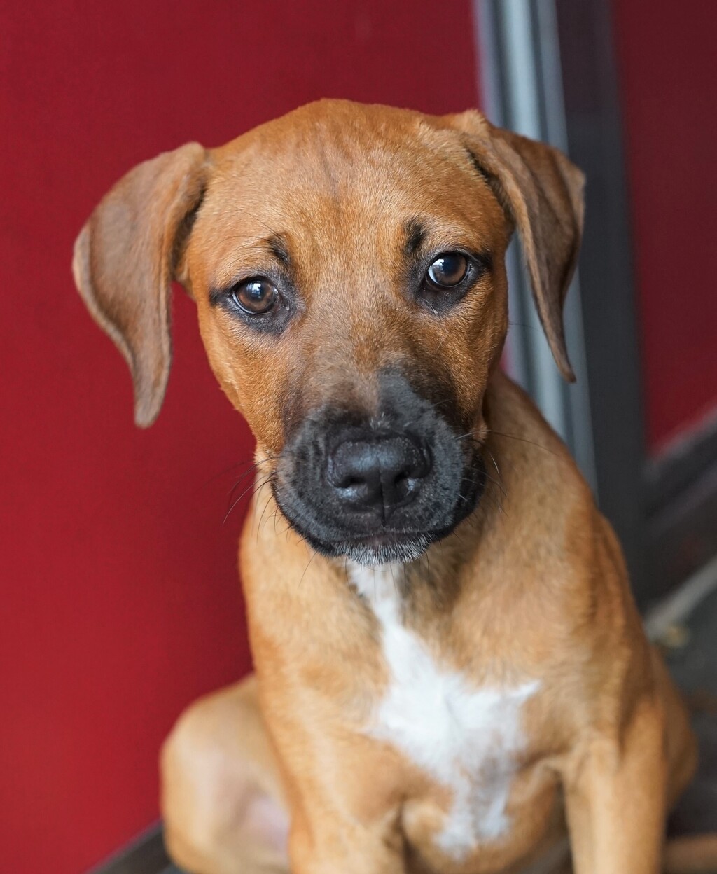 Chelsea - Large Female Bull Arab Mix Dog in QLD - PetRescue