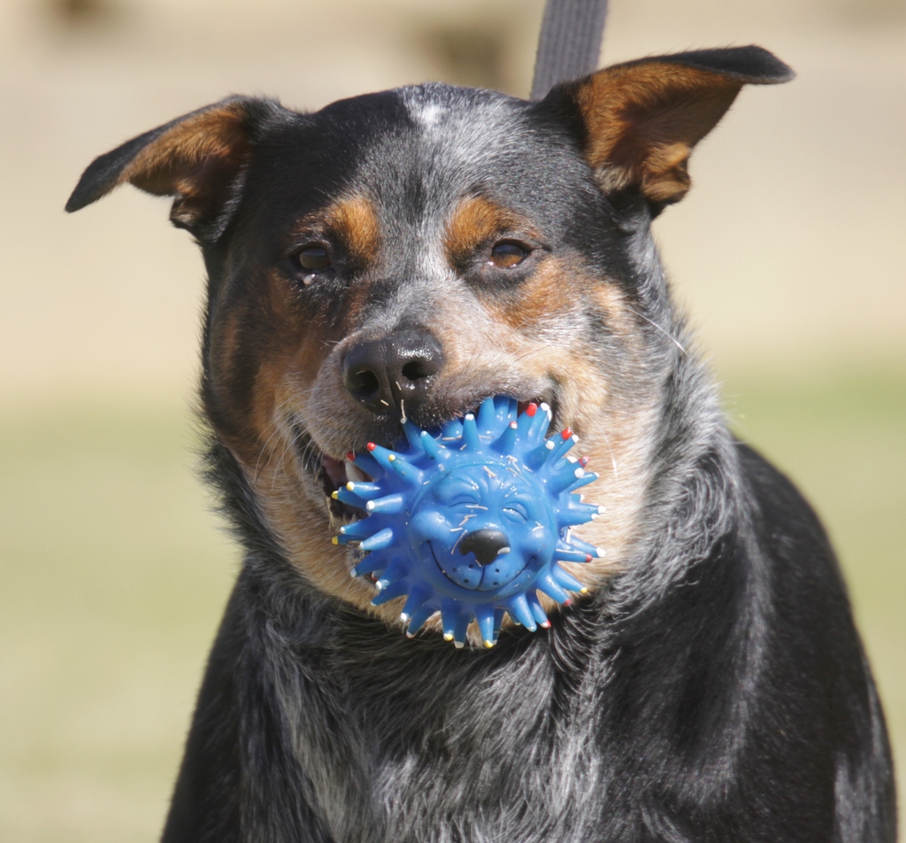 Diesel - Large Male Australian Cattle Dog x Rottweiler Mix Dog in QLD ...