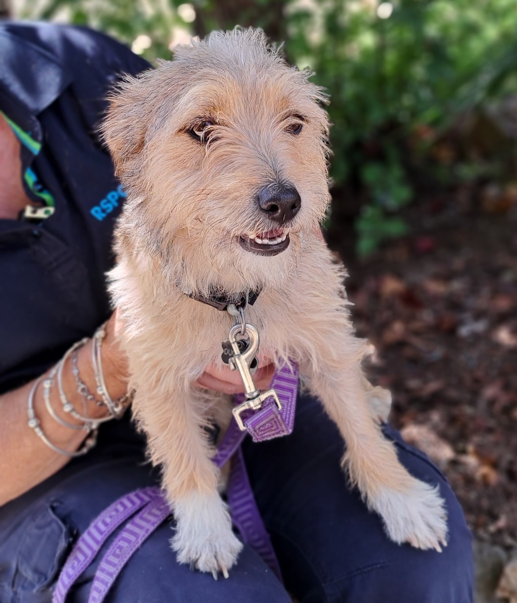 Dougie - Small Male Maltese x Poodle Mix Dog in ACT - PetRescue