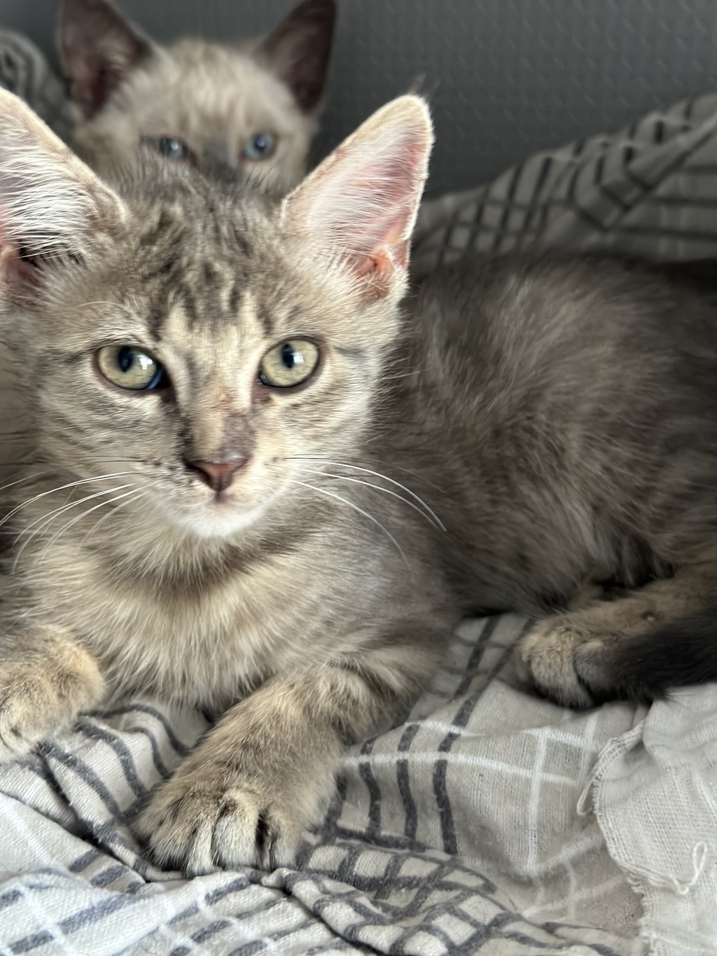 Jackson - Male Burmese Mix Cat in QLD - PetRescue