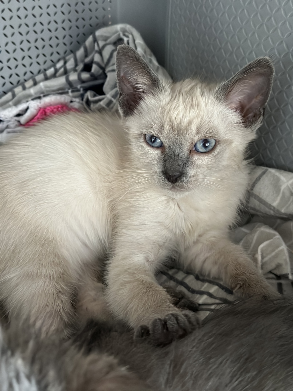 Ava - Female Burmese Mix Cat in QLD - PetRescue