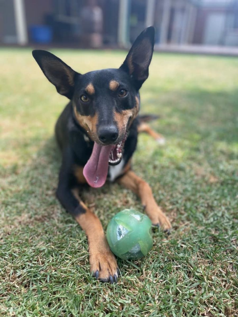 Ziggy - Medium Male Border Collie x Kelpie Mix Dog in VIC - PetRescue