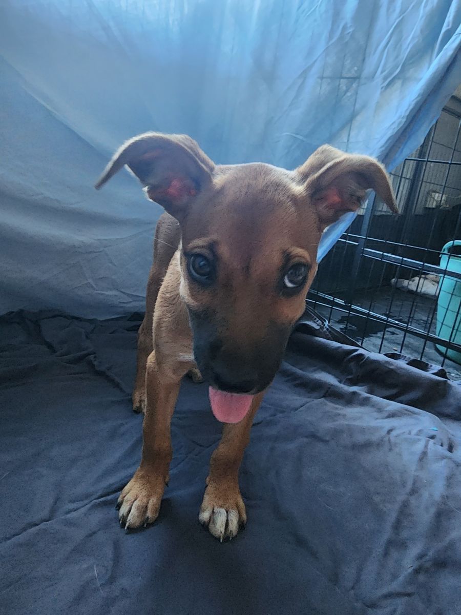 Darla - Medium Female Mastiff x Bull Arab Dog in QLD - PetRescue