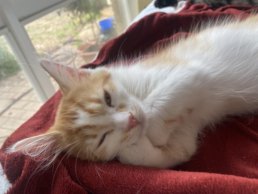 Augie - Male Domestic Long Hair Cat in VIC - PetRescue