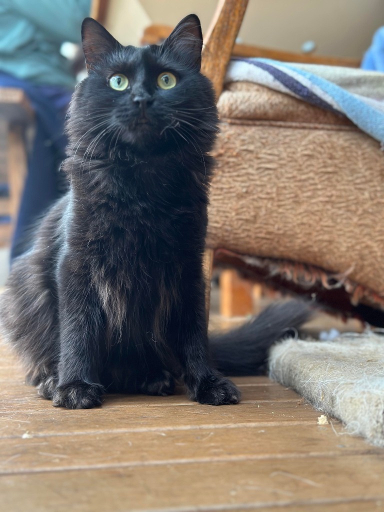 Hissy Miggins - Female Domestic Medium Hair Cat in VIC - PetRescue