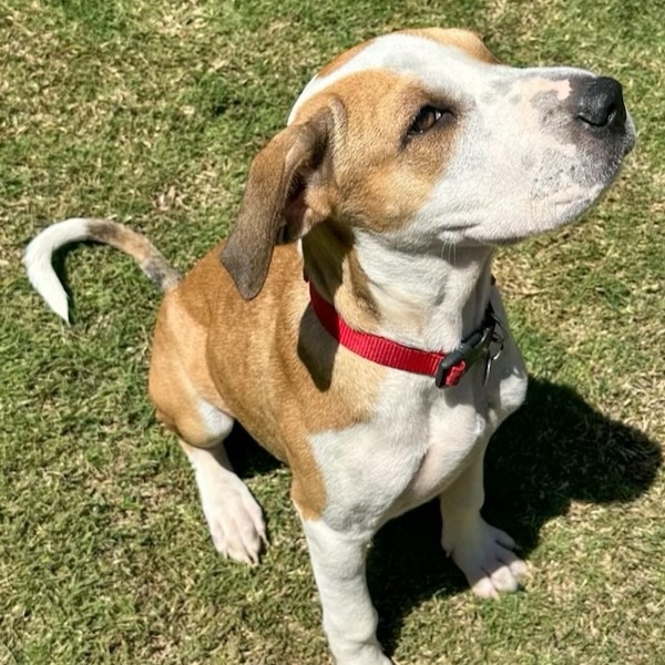 Nutmeg - Large Female Mixed Breed Dog in WA - PetRescue