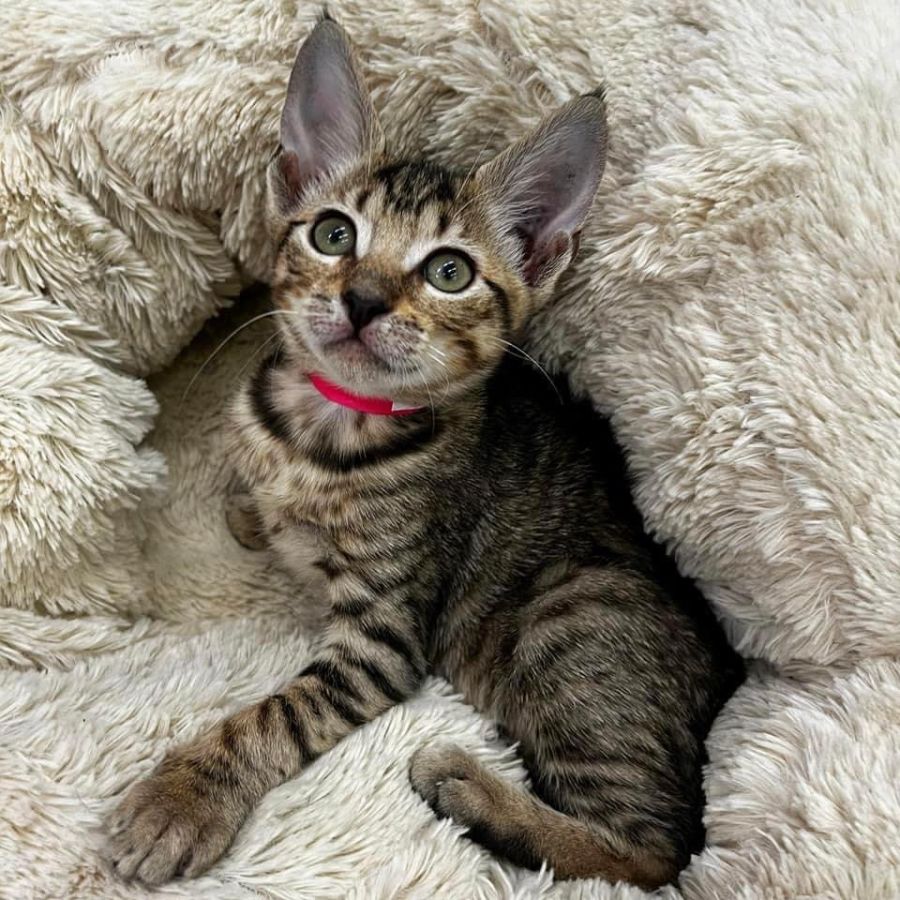 8728- Carrie - Female Domestic Short Hair Cat in WA - PetRescue