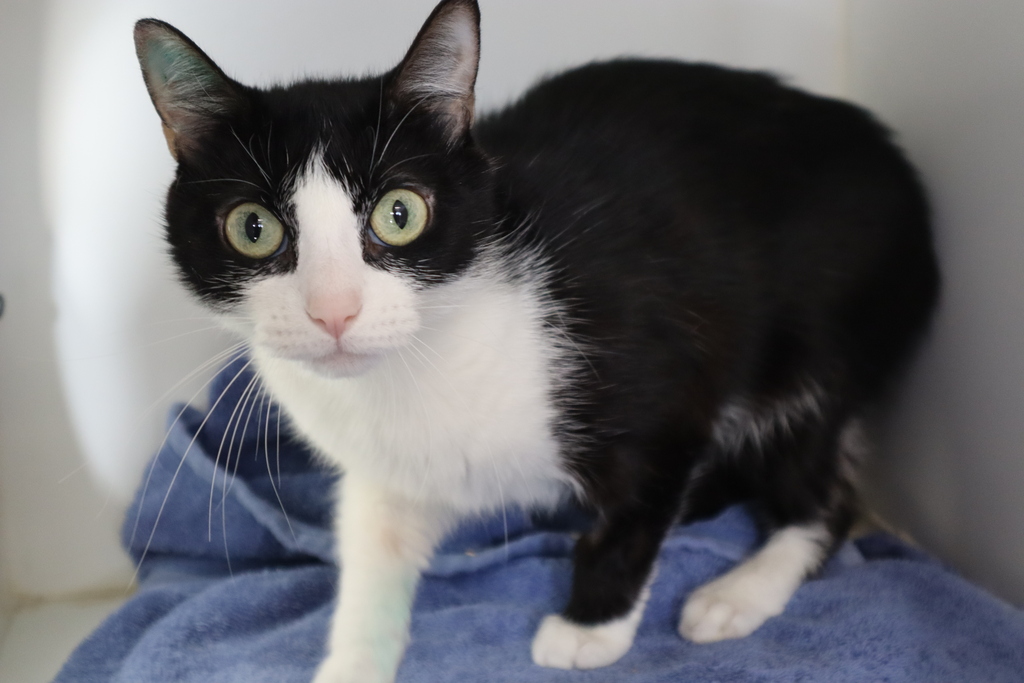 Mookie - Female Domestic Short Hair Mix Cat in VIC - PetRescue