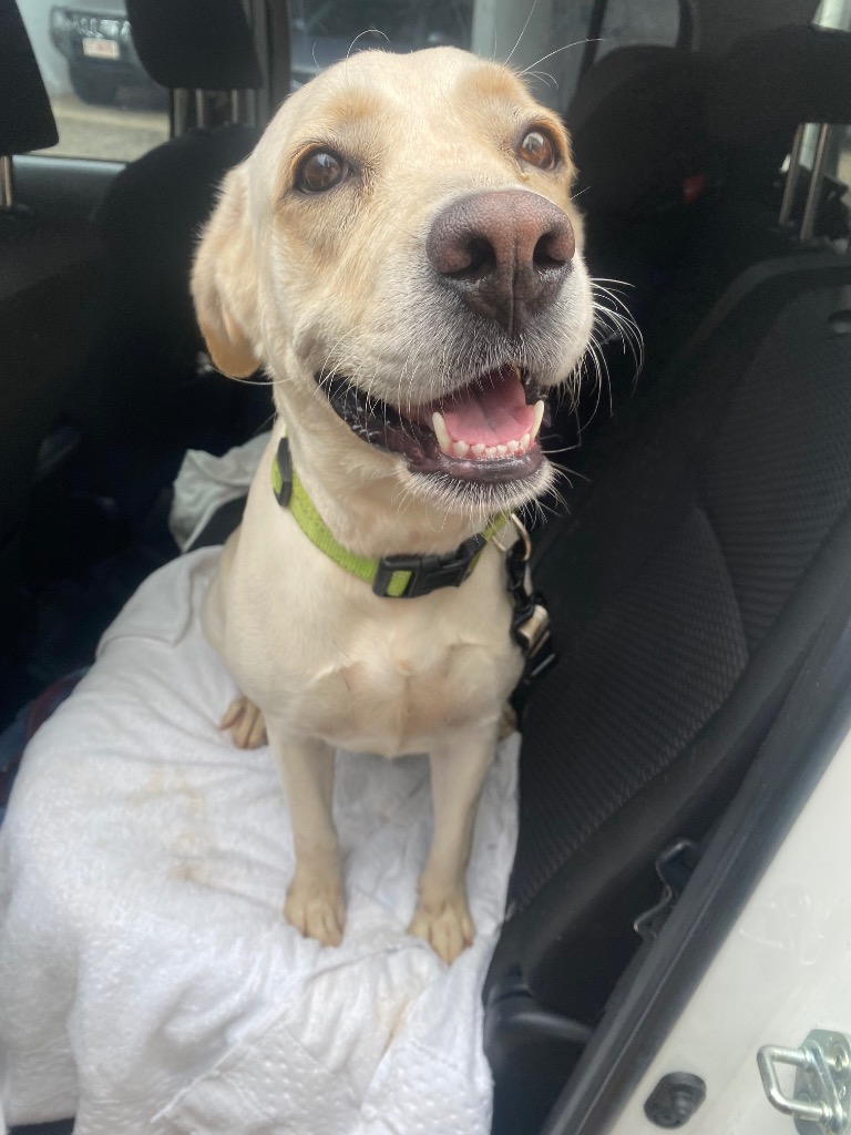 Madeleine - Medium Female Labrador x Mixed Breed Mix Dog in NT - PetRescue