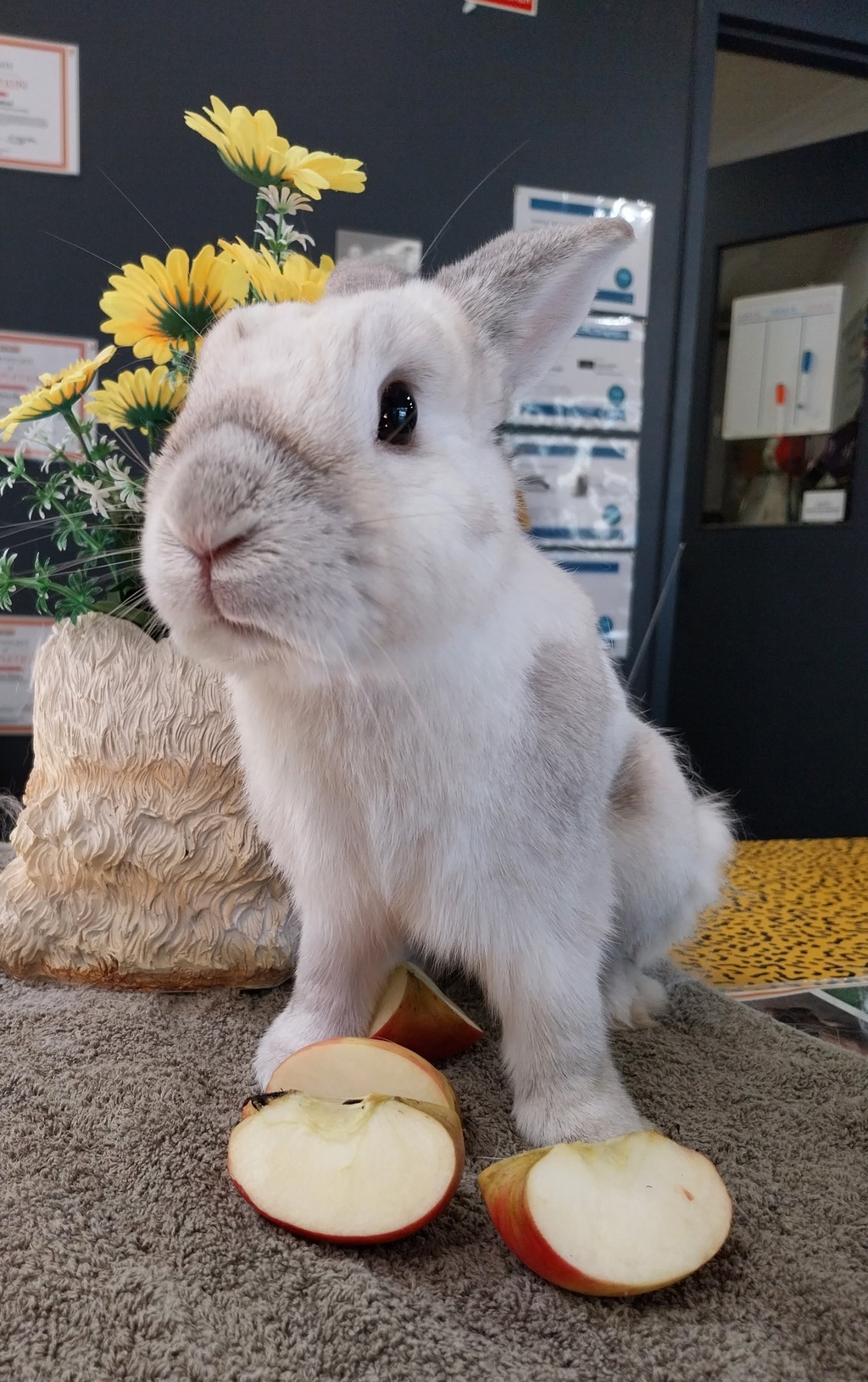 Ears - Male Bunny Rabbit Mix Rabbit in VIC - PetRescue