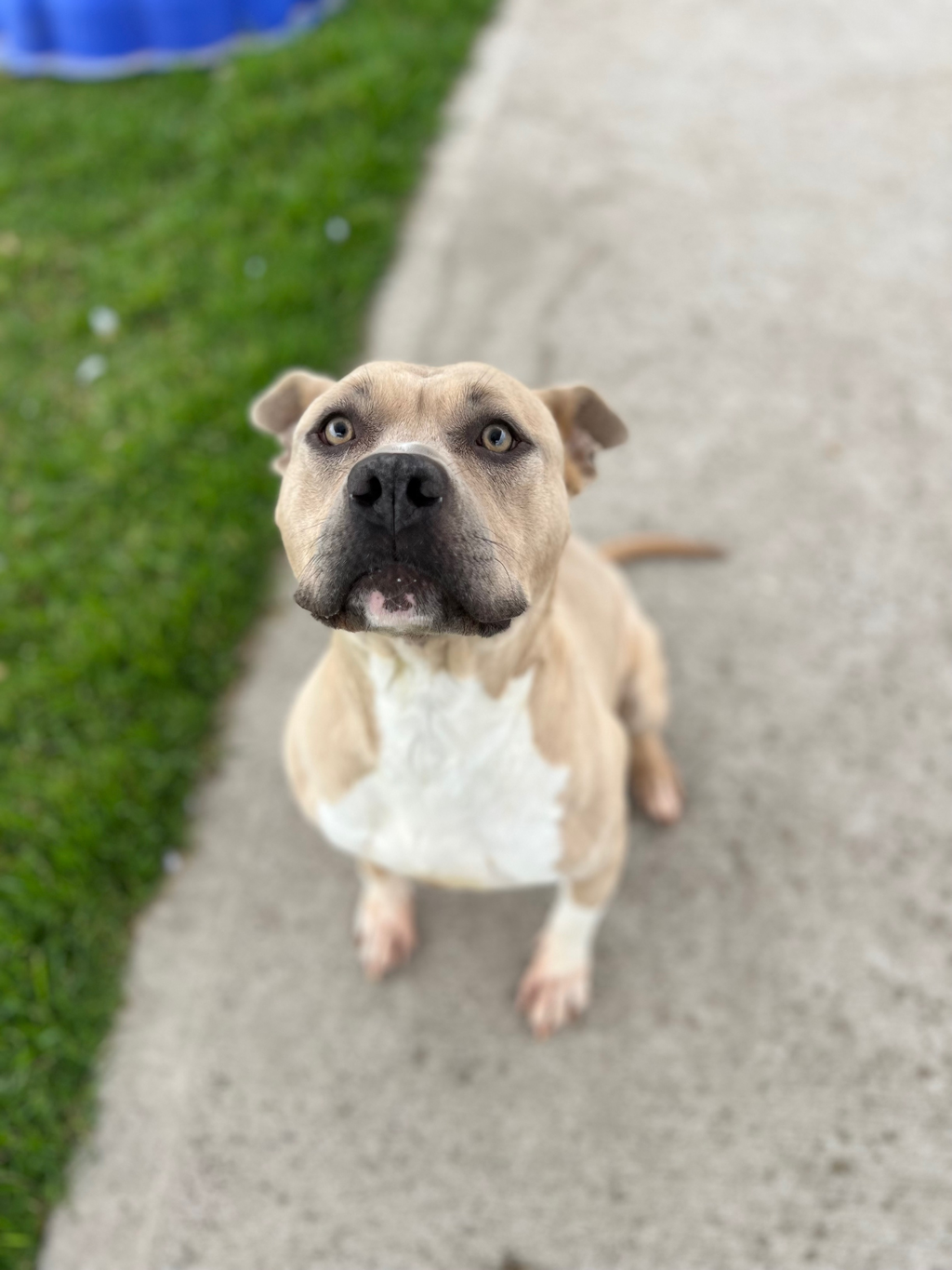 Koa - Medium Female American Staffy Mix Dog in VIC - PetRescue