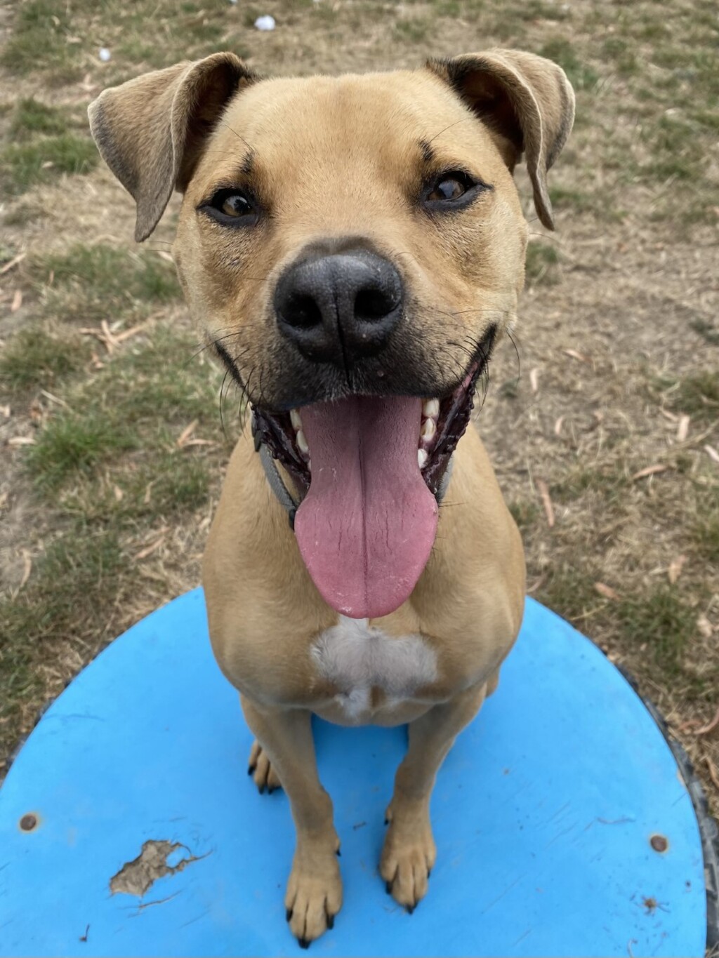 Joey - Small Male American Staffordshire Terrier Mix Dog in VIC - PetRescue