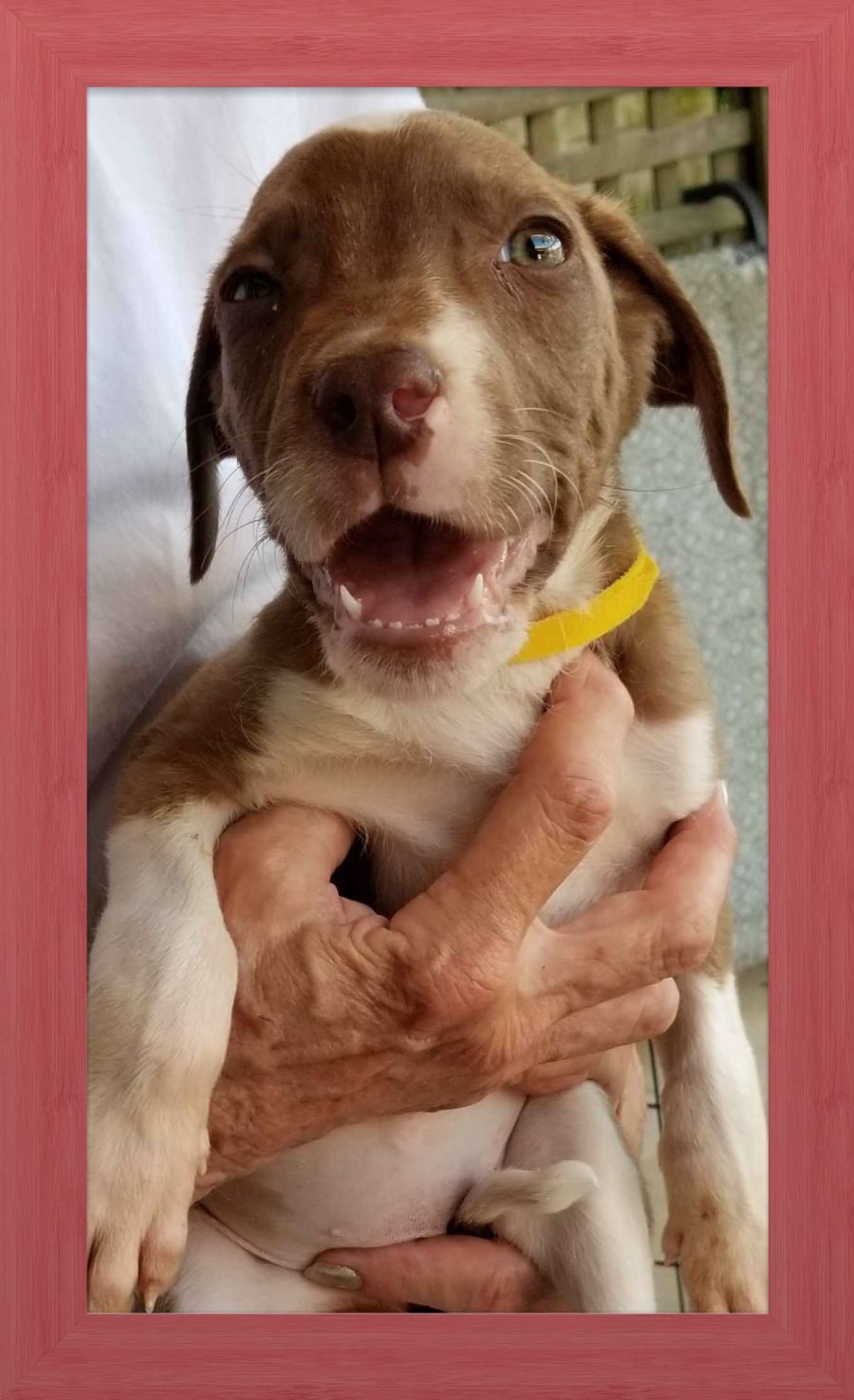 Shelly - Medium Female Mixed Breed Mix Dog in NSW - PetRescue