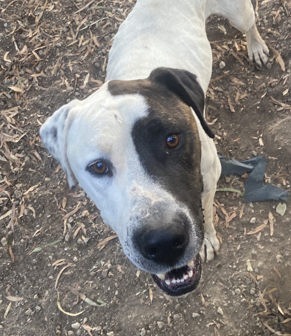 Duncan - Large Male Bull Arab Mix Dog in VIC - PetRescue