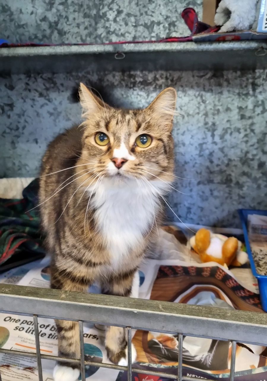 Moxie - Male Domestic Medium Hair Cat in NSW - PetRescue