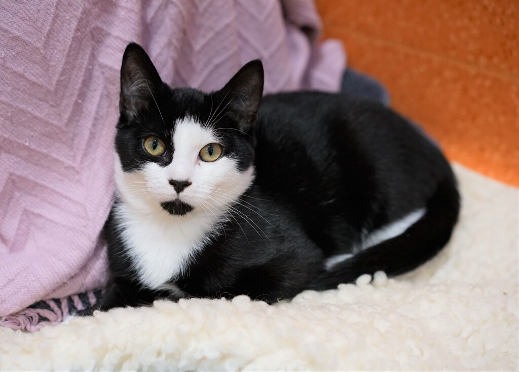 Hayden - Male Domestic Short Hair Mix Cat in QLD - PetRescue