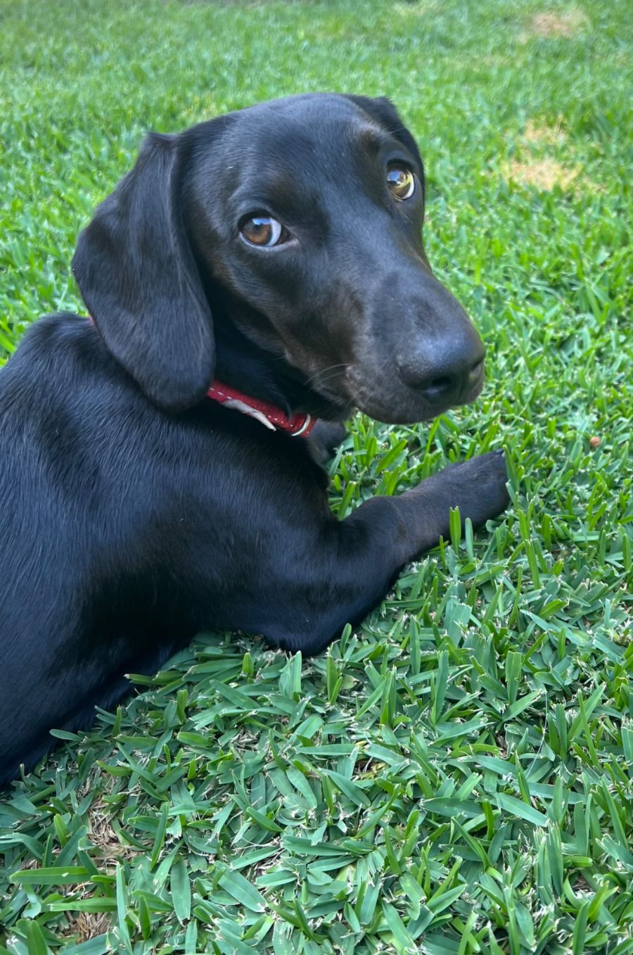 Luffy - Small Male Dachshund Dog in NSW - PetRescue