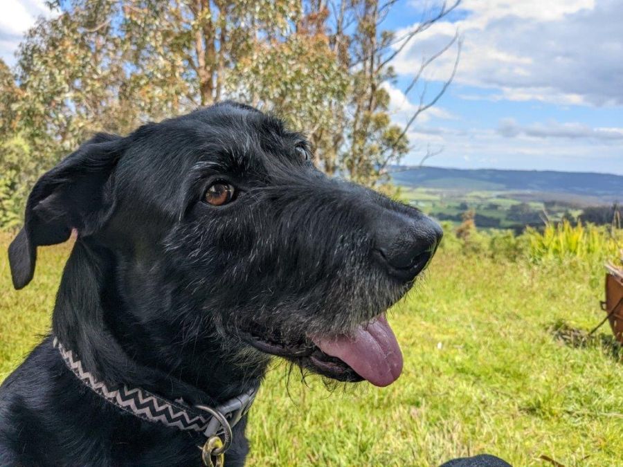 Nero Grimaldi - Large Male Wolfhound x Labrador Mix Dog in VIC - PetRescue