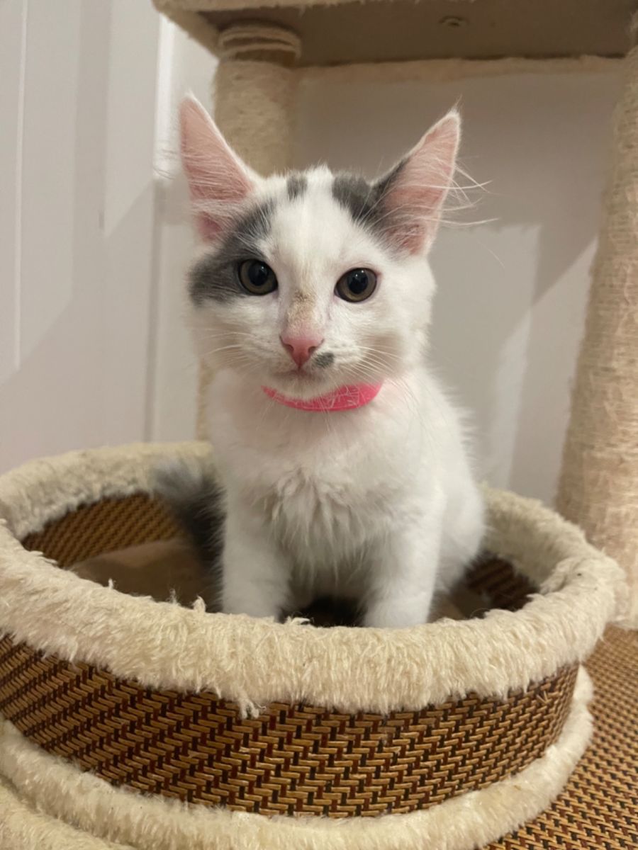 Jez- meet me at Petstock Chelsea store - Male Domestic Medium Hair Cat ...