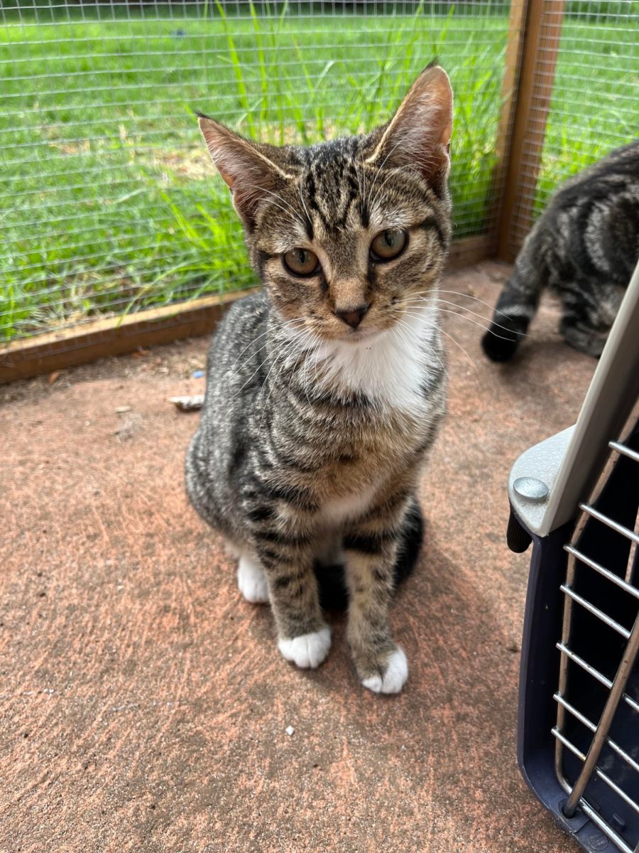 Draco - Female Domestic Short Hair Mix Cat in VIC - PetRescue