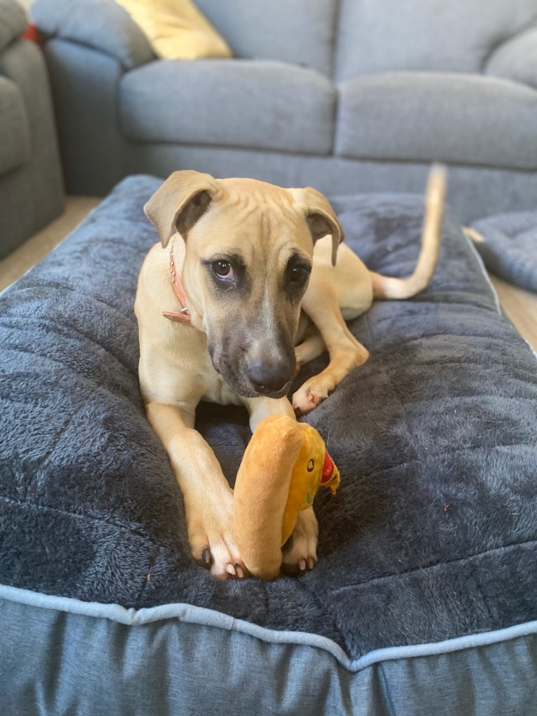 Treasure - Large Female Rhodesian Ridgeback x Mixed Breed Mix Dog in WA ...