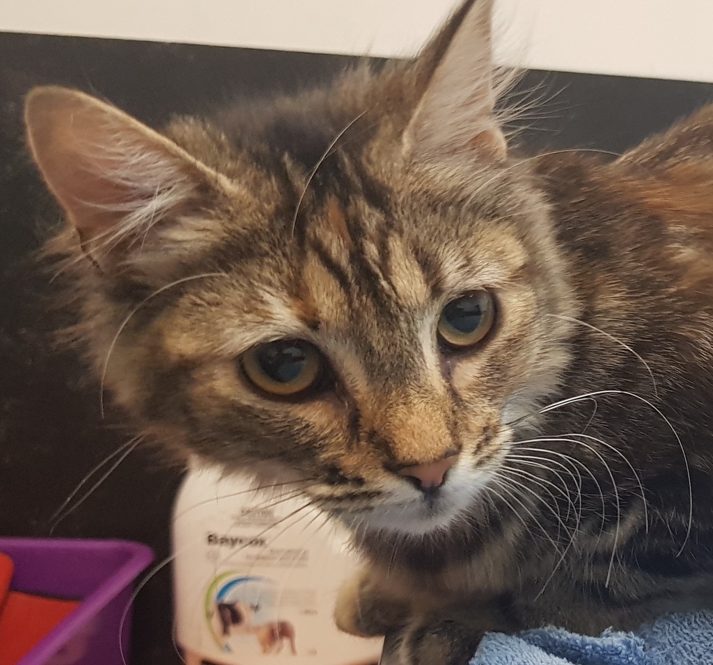 Madeleine - Female Domestic Medium Hair Cat in VIC - PetRescue
