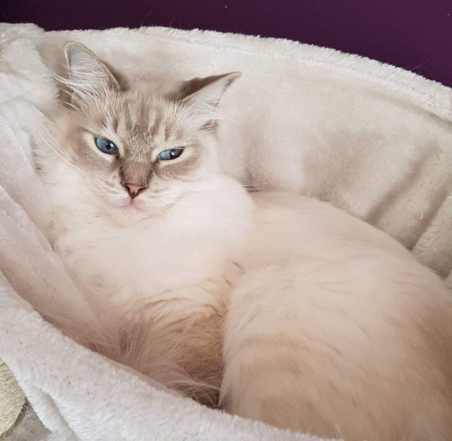 Enya - Female Ragdoll Cat in NSW - PetRescue