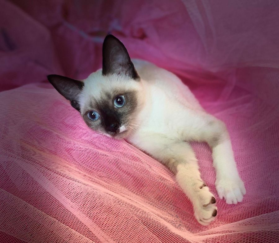 Bluebelle - Female Domestic Short Hair x Ragdoll Cat in QLD - PetRescue