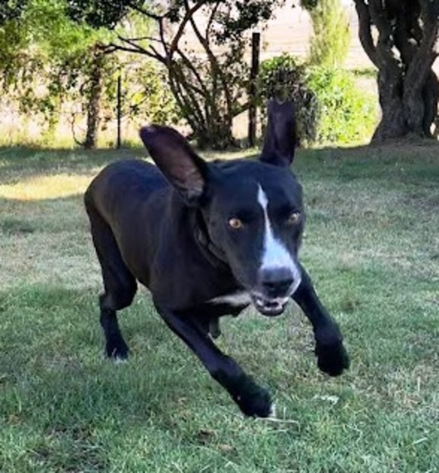 Indi ~ Kelpie x Catahoula, 6yo girl - Large Female Catahoula x Kelpie ...