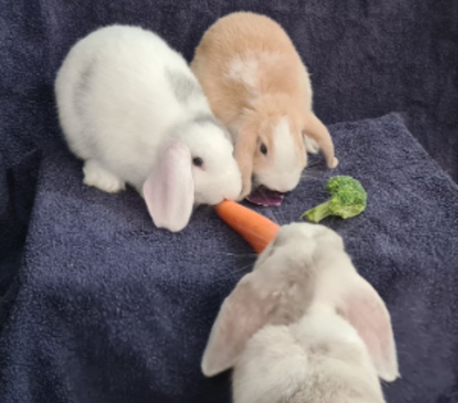 Arborio & Jasmine - Male Lop Eared Rabbit in NSW - PetRescue
