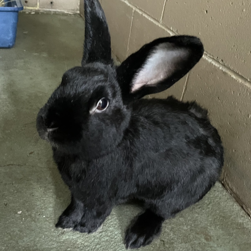 Choko - Male Rex Rabbit in VIC - PetRescue