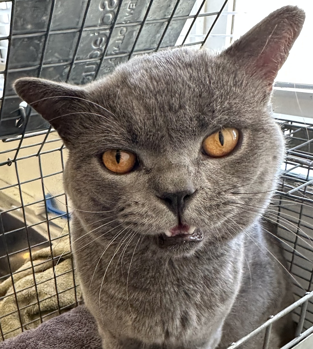 Emiko - Male British Shorthair Mix Cat in VIC - PetRescue