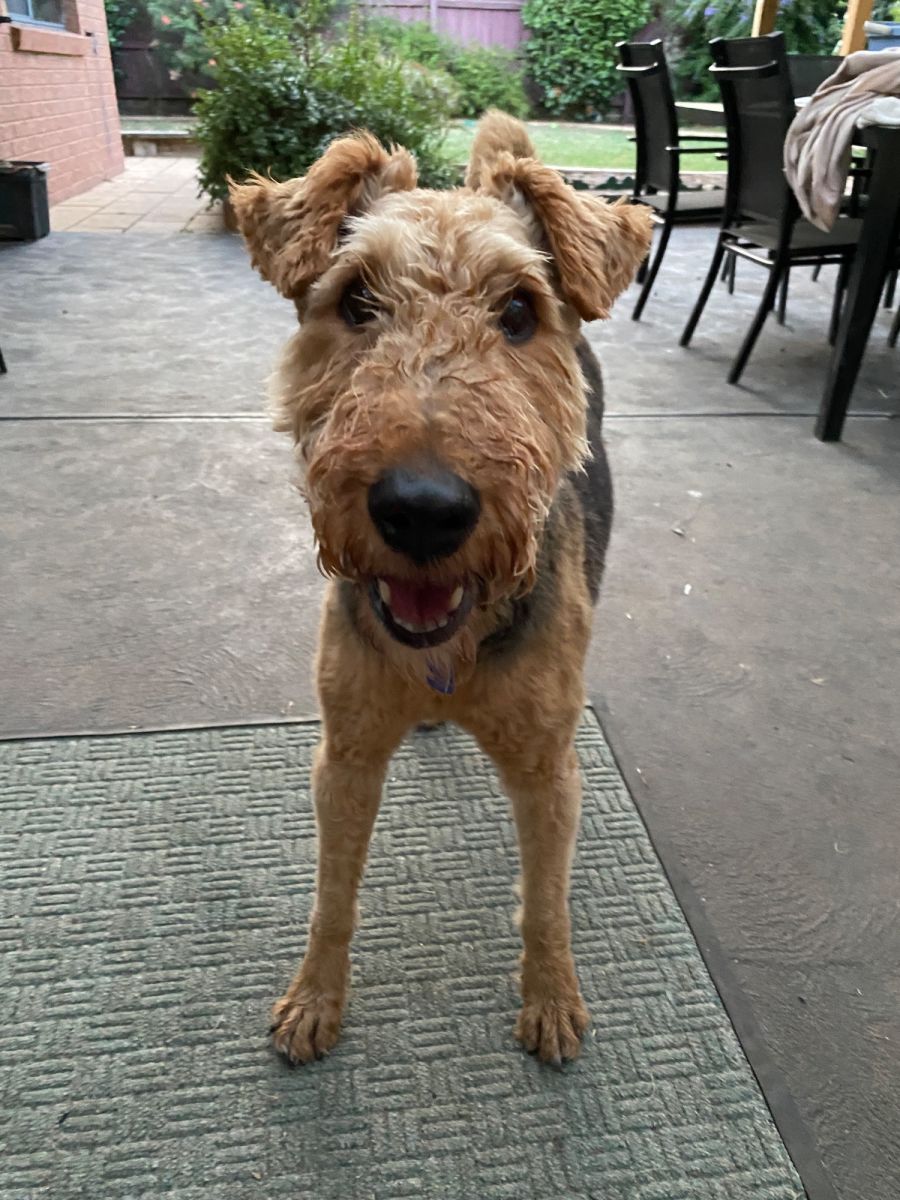 Harriet - Medium Female Airedale Dog in VIC - PetRescue