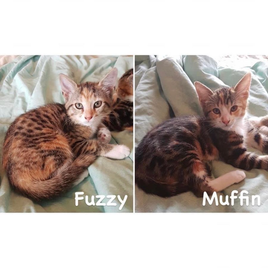 8783/4 - Fuzzy & Muffin - Female Domestic Short Hair Cat in WA - PetRescue