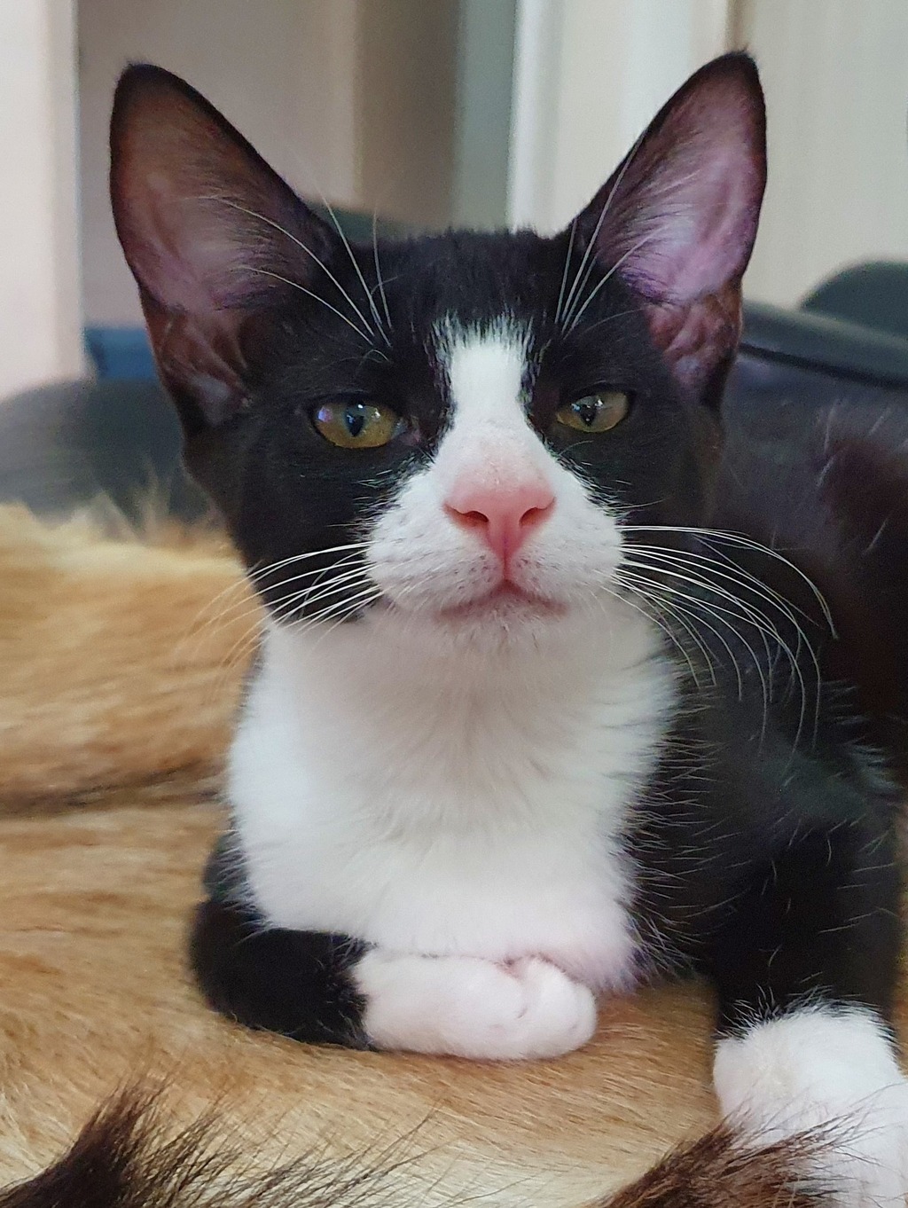 Lolly - Female Domestic Short Hair x Manx Mix Cat in QLD - PetRescue