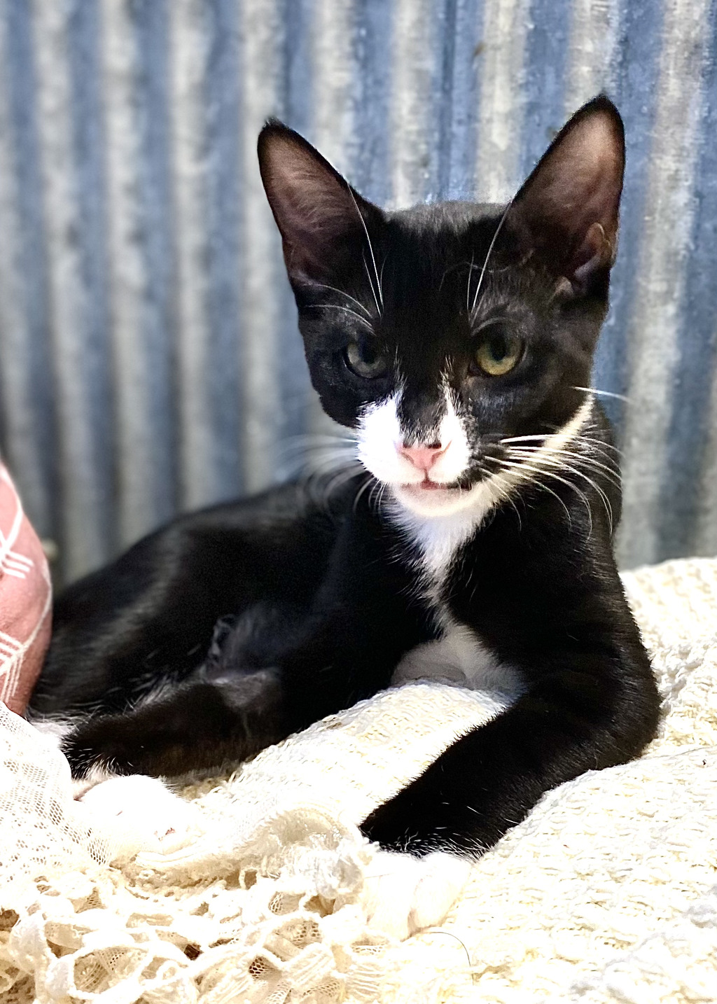 Chloe - Female Domestic Short Hair x Manx Mix Cat in QLD - PetRescue