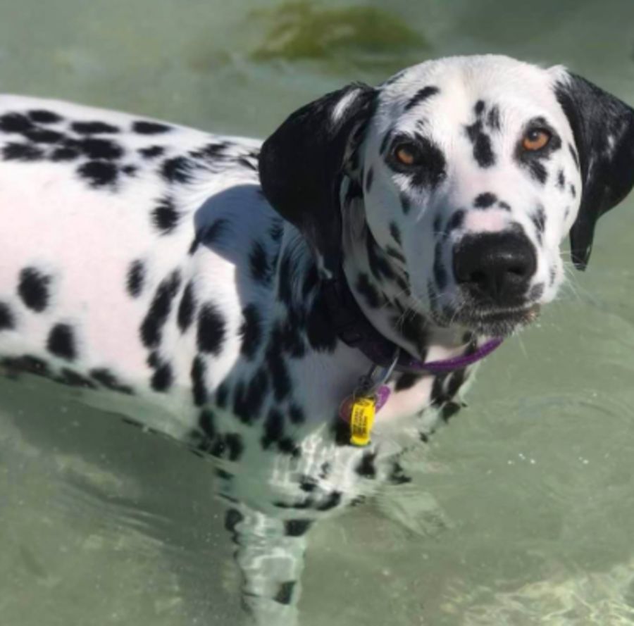 Narla - Large Female Dalmatian Dog in VIC - PetRescue