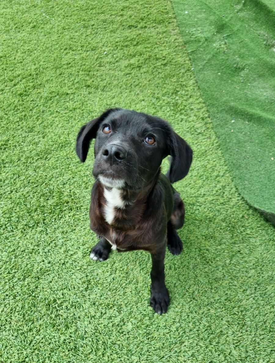 Errol - Small Male Labrador x Staffy Mix Dog in NSW - PetRescue