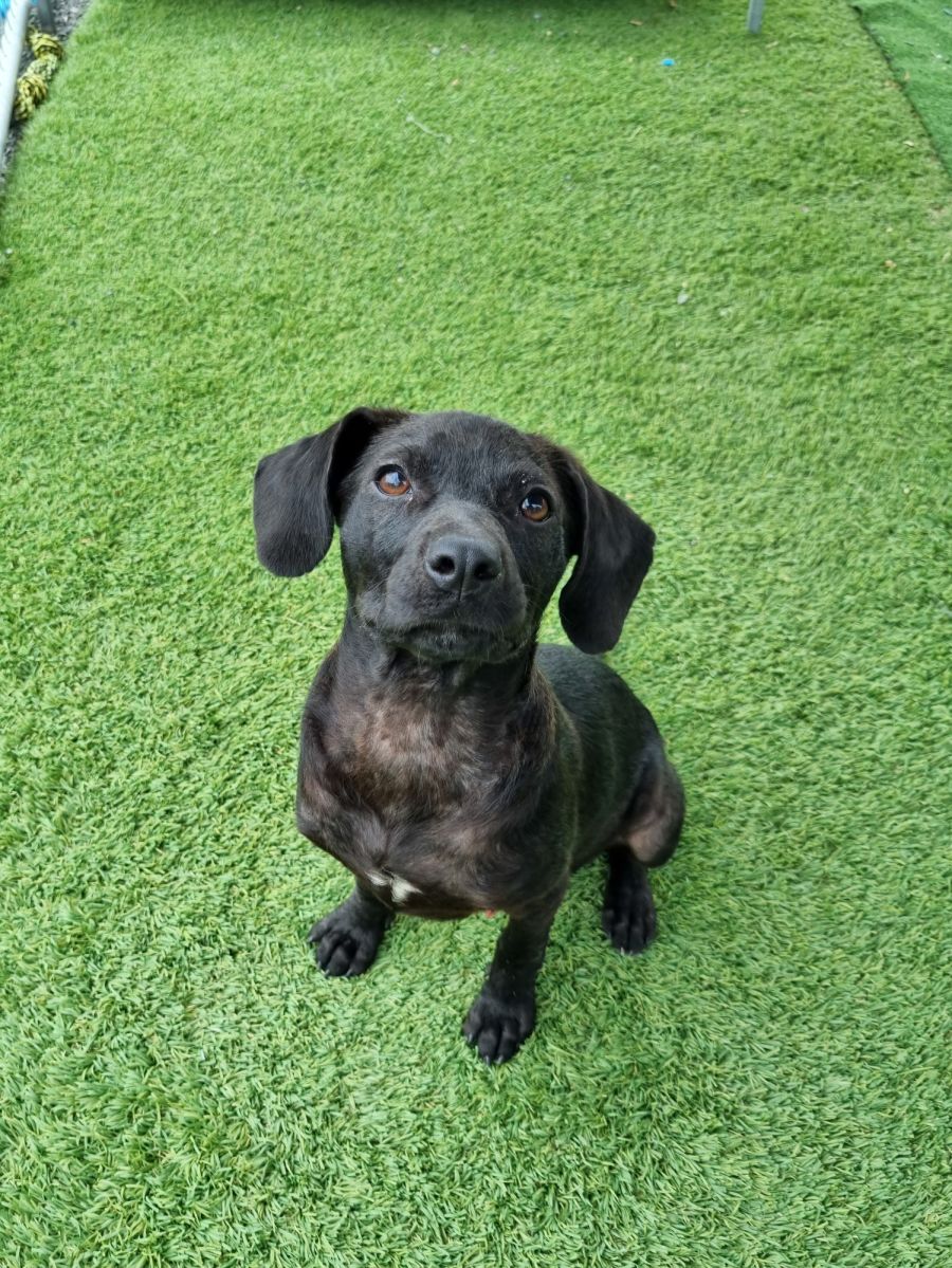 Flyn - Small Male Labrador x Staffy Mix Dog in NSW - PetRescue