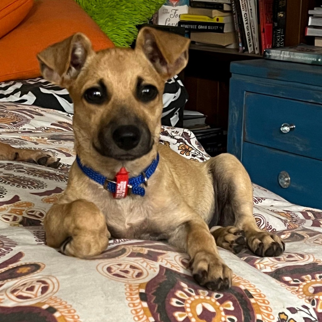 Alabaster - Medium Female Mixed Breed Mix Dog in WA - PetRescue