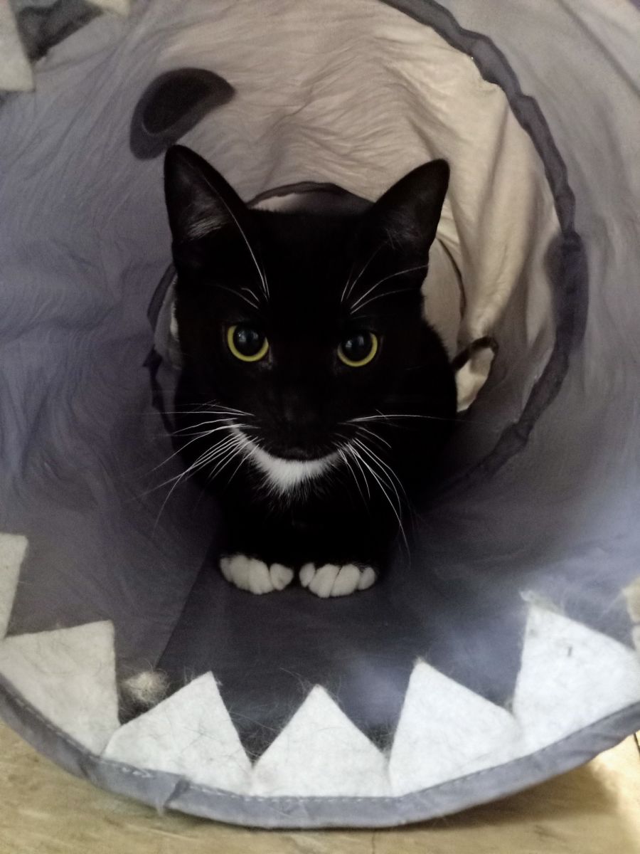 Booga - Male Domestic Short Hair Cat in NSW - PetRescue