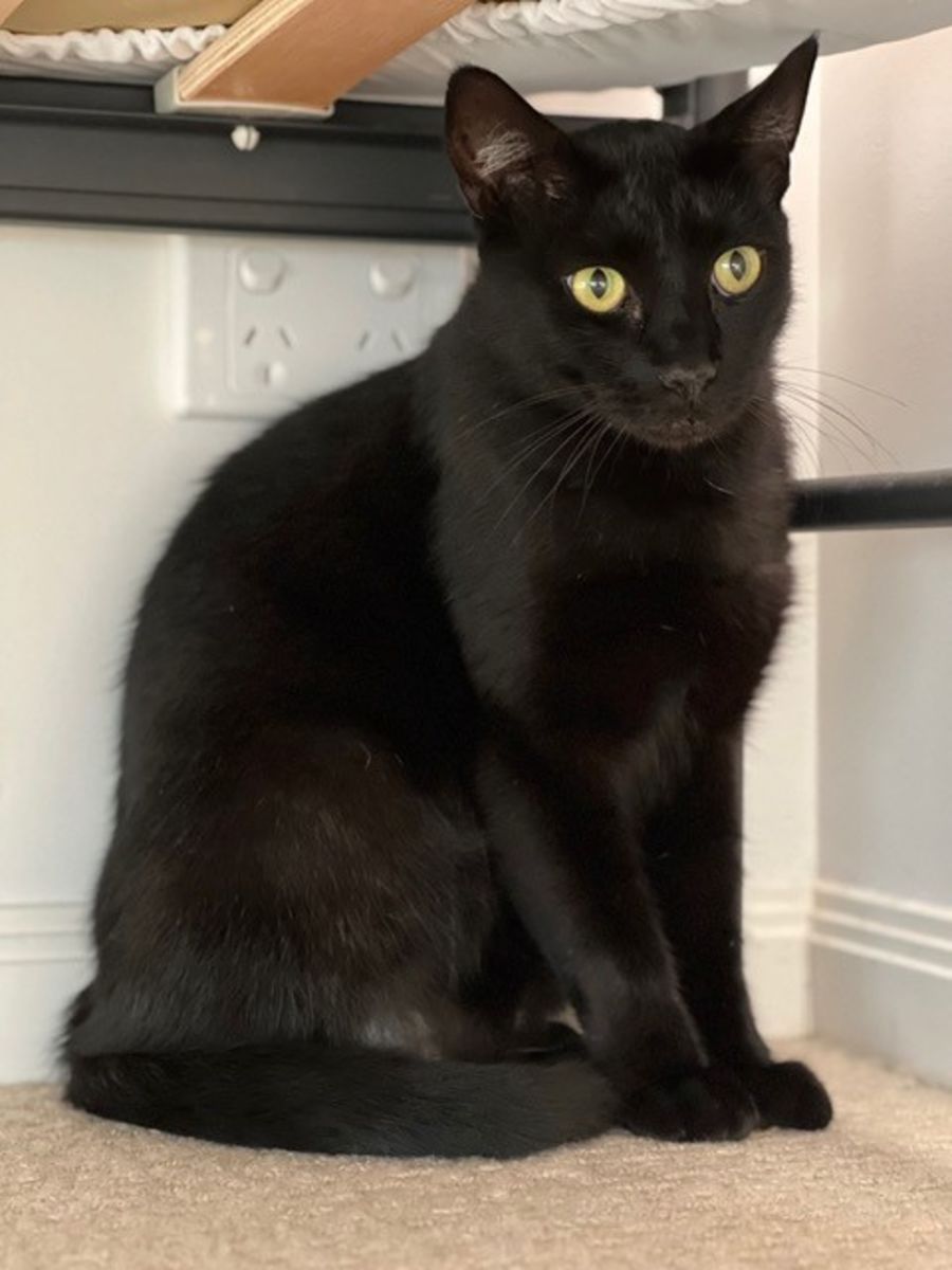 C1176 Lucky - Male Abyssinian Mix Cat in NSW - PetRescue