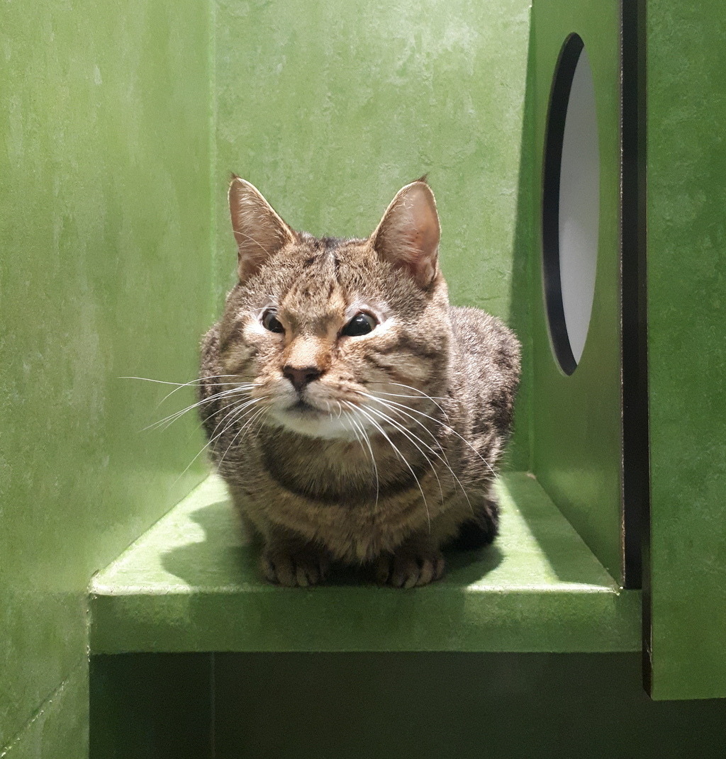 Hamilton - Male Domestic Short Hair Mix Cat in VIC - PetRescue