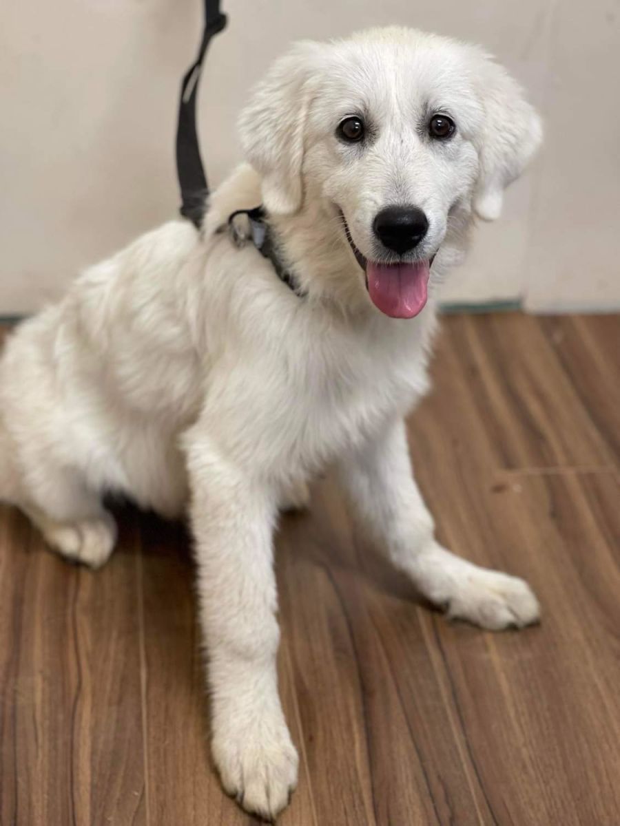 Daria - Large Female Maremma Sheepdog Dog in QLD - PetRescue