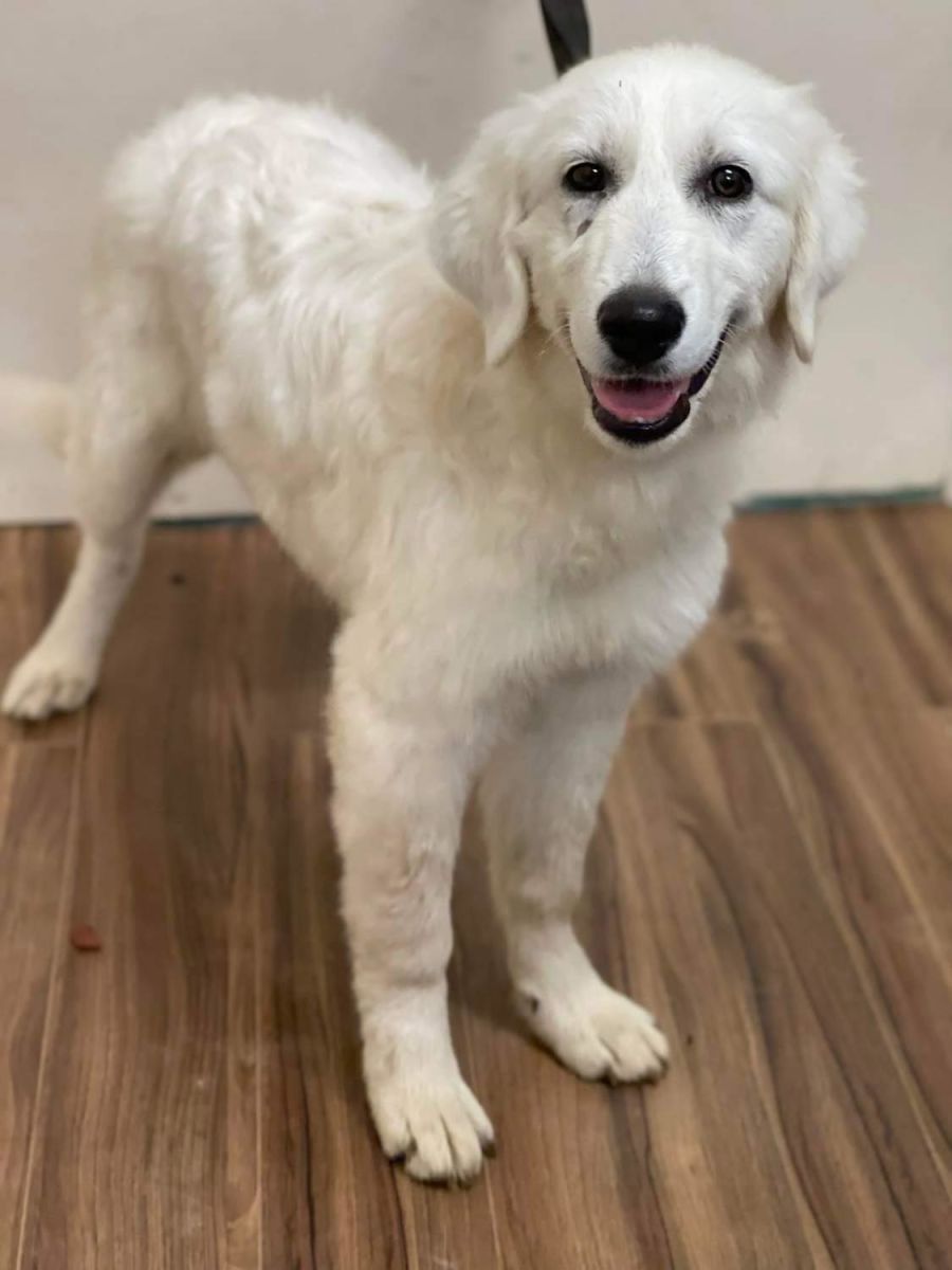Violet - Large Female Maremma Sheepdog Dog in QLD - PetRescue