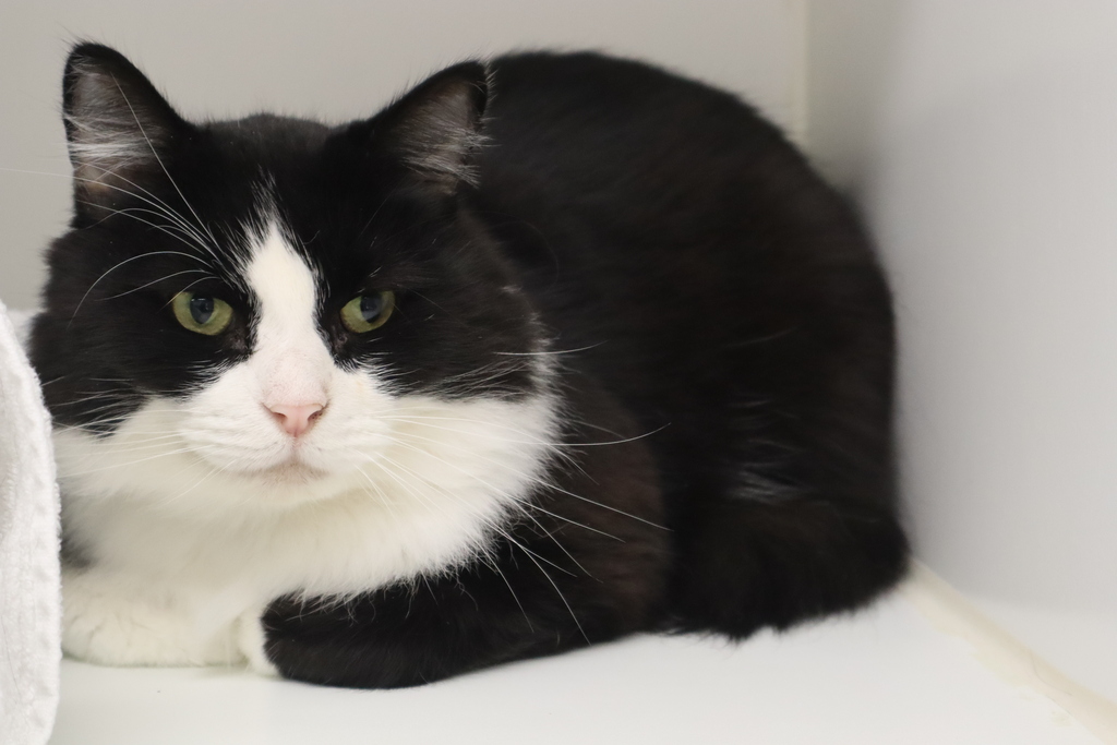 Sassy Sammy - Male Domestic Medium Hair Mix Cat in VIC - PetRescue