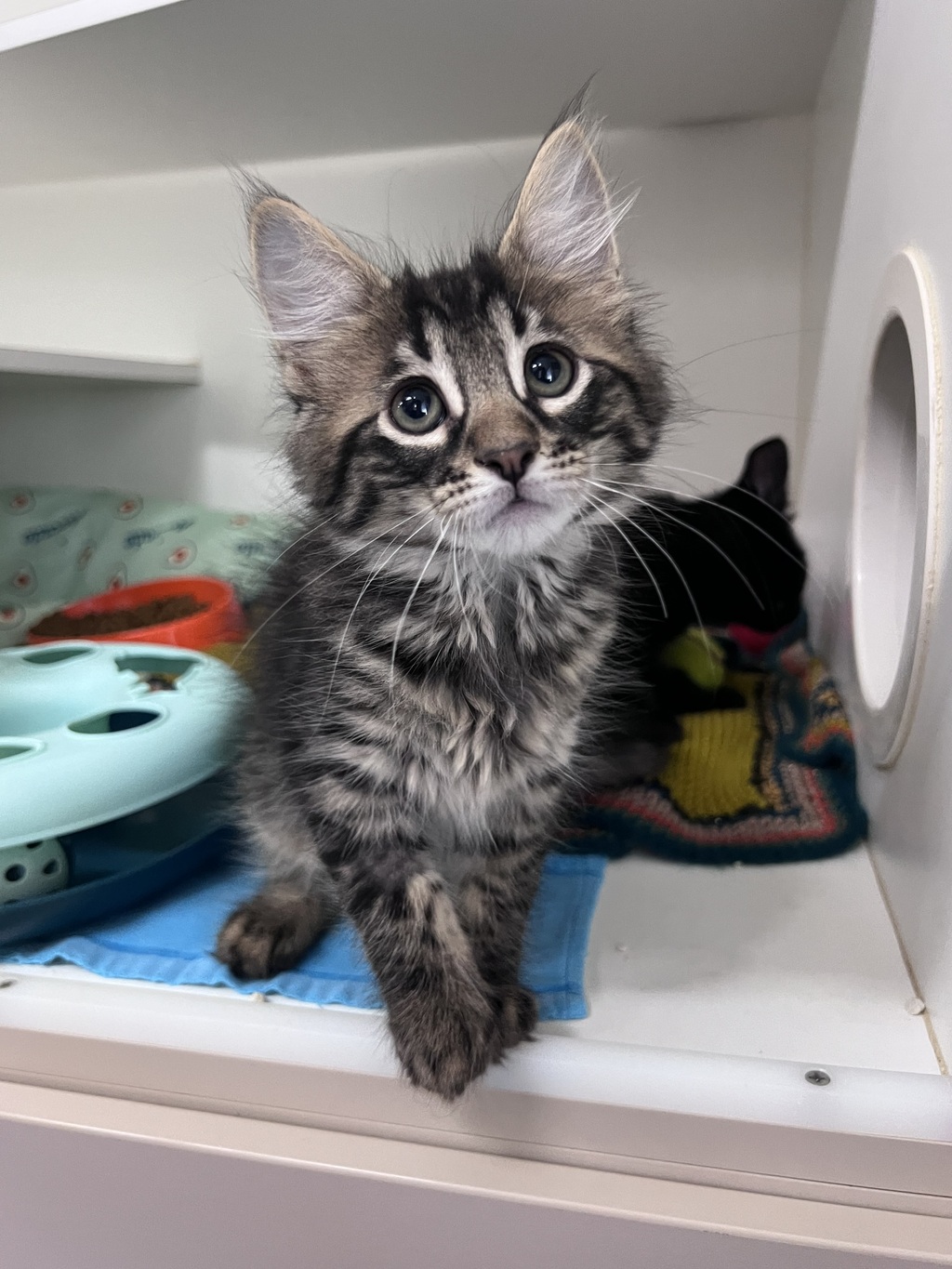 Pomegranate - Male Dmh Mix Cat in WA - PetRescue