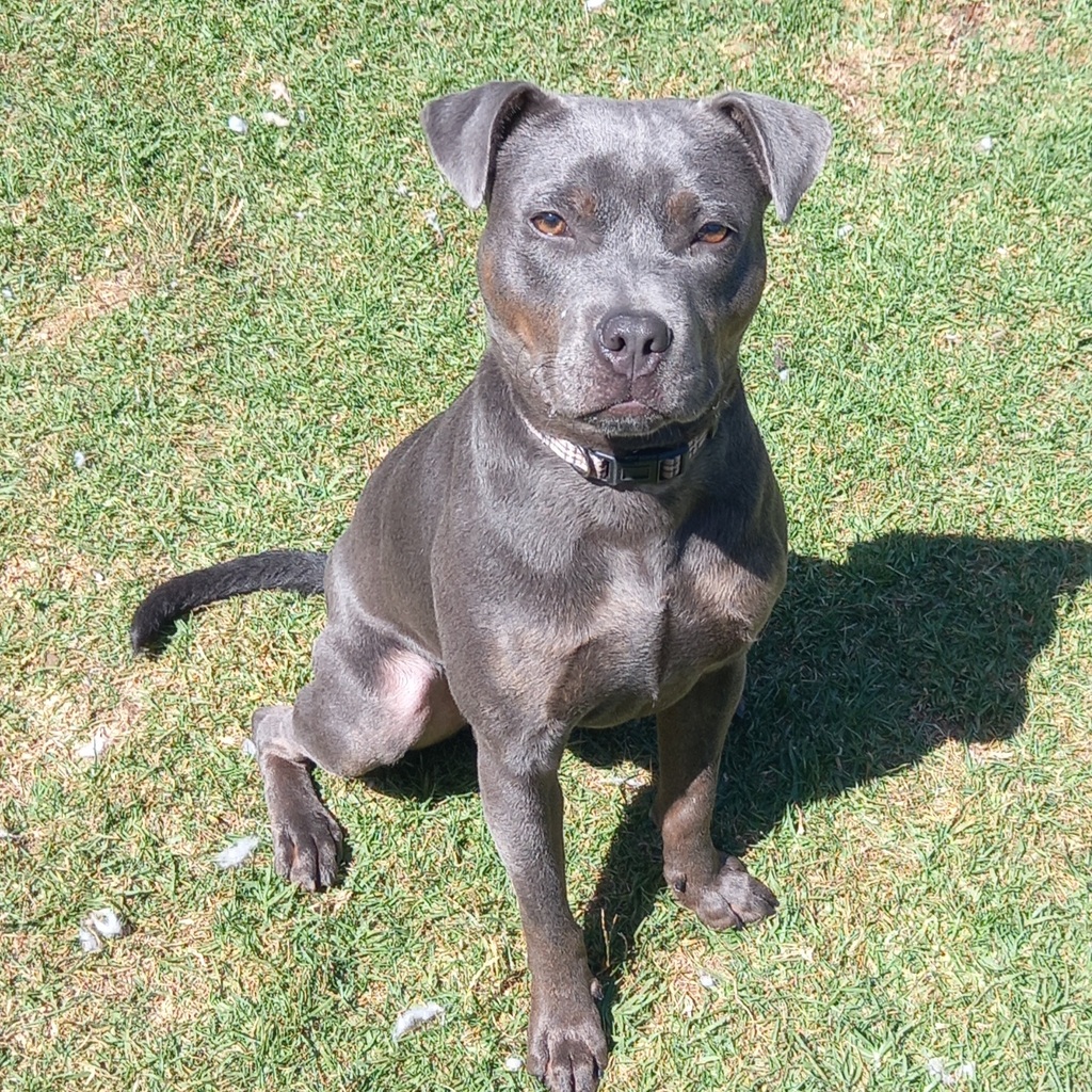 Tiny - Medium Male English Staffordshire Bull Terrier Dog in VIC ...
